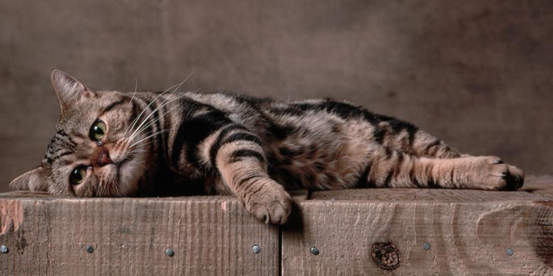 American Shorthair Brown Patched Tabby Cat (detail) - obrazarna.cz