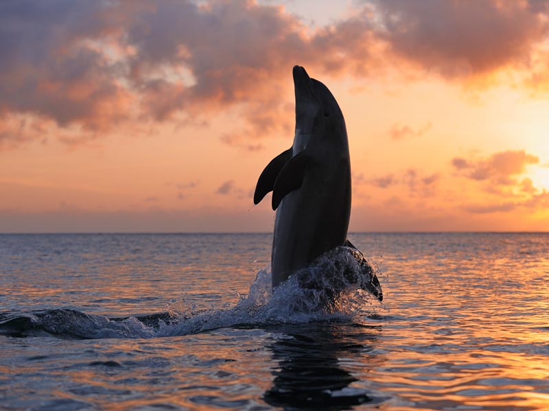 Dolphin tail-walking - obrazarna.cz