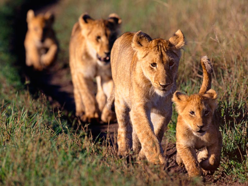 Lion Cubs Marching Together - obrazarna.cz